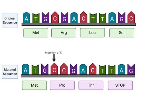 15 3 Types Of Mutation College Biology I