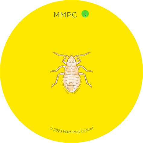 8 Bugs That Look Like Bed Bugs 2025