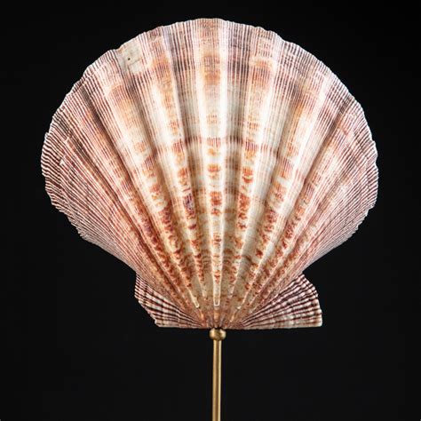 Coppia Di Pecten Subnodosus Su Piedistallo Messico