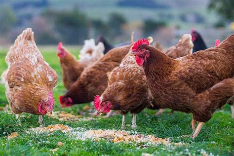 Chicken Feed Ultimate Guide Best Chicken Feed Costs Free Ebook