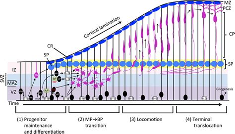Frontiers Molecular Pathways Underlying Projection Neuron Production And Migration During