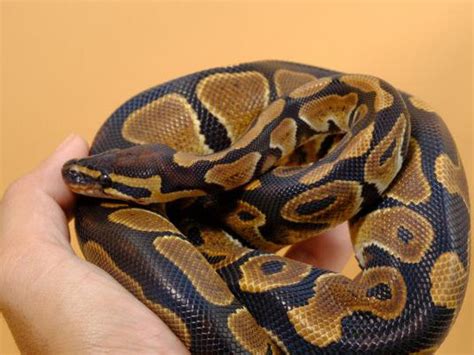 Royal Python Python Regius Husbandry Guide Help Guides