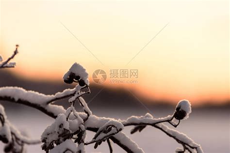 芬兰假日村Kuukiruuru的树枝冬季下大雪和日落时间覆盖了树木枝叶请查看InfoFinland上的Ko高清图片下载 正版图片
