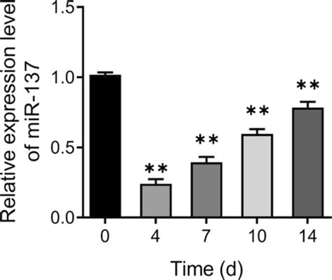 Down Regulation Of Mir 137 Expression During Osteogenic Differentiation Download Scientific