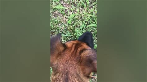 Найда притащила посмотреть на лошадок Youtube