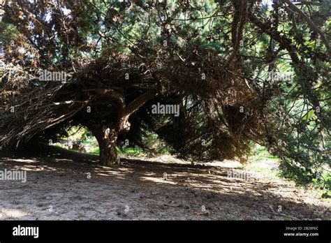 Sun And Shadow Under The Leaves Of The Tree Stock Photo Alamy