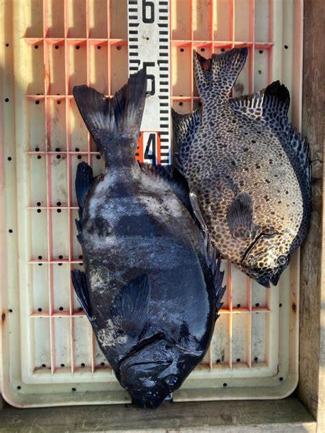 C34a48e2 E3ff 4b72 80d6 6455800f23b9 大型磯渡し船 とせん丸