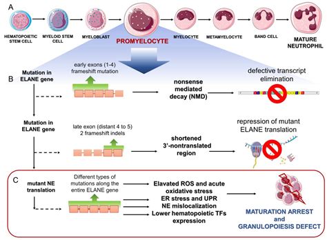 Neutrophil Maturation Sequence
