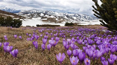 Снимки от Юндола и Белмекен май 2019 Блогът на туристически комплекс „Андела Юндола