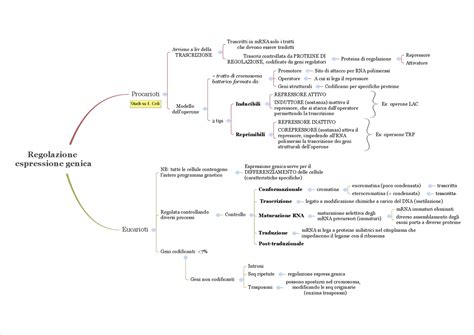 Regolazione Genica In Procarioti Ed Eucarioti Genetica Di Virus E