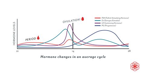 Estrogen Diagram