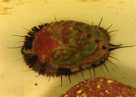 Red Abalone Cabrillo Marine Aquarium San Pedro California