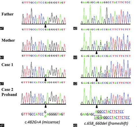 Heterozygous Missense Mutation And Frameshift Mutation Of The Human Download Scientific Diagram