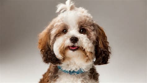 Shih Tzu Poodle Mix Breed Profile