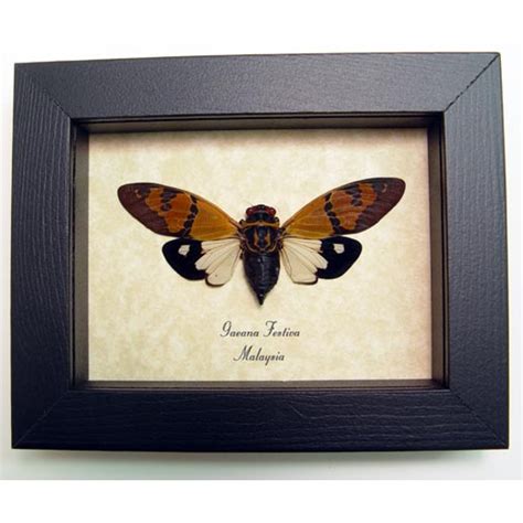 Gaeana Festiva White Cicada Framed Insect Taxidermy Display
