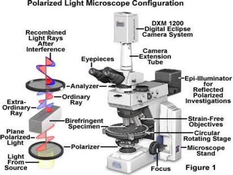 Lectures Notes Types Of Microscopespptx