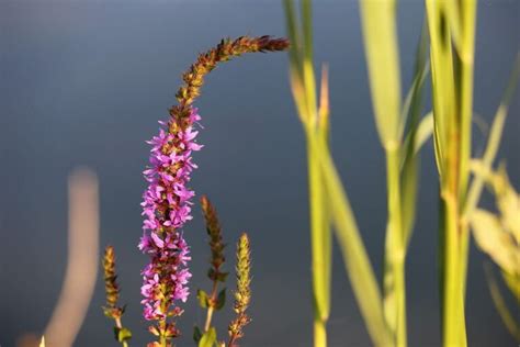 De Definitieve En Bijgewerkte Gids Voor Het Planten En Verzorgen Van Veronica Spicata In De Tuin