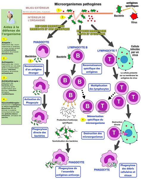 Les Réactions Immunitaires Genially Système Du Corps Humain