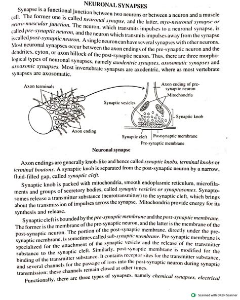 Solution Neuronal Synapses Synaptic Transmission Neurotransmitters Synaptic Delay Synaptic