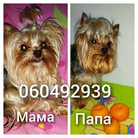 Йоркширский терьер мини