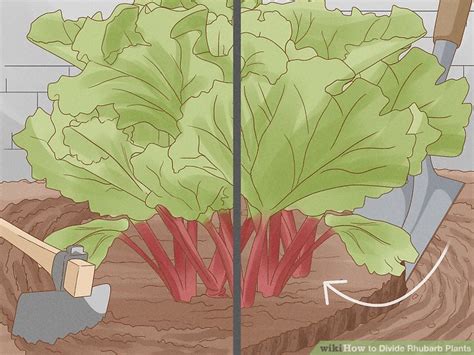 How To Divide Rhubarb Plants With Pictures WikiHow