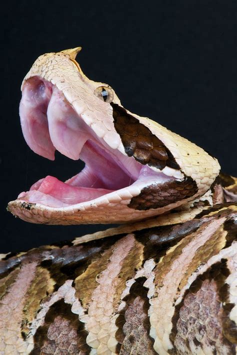 14 Things Youll Wish You Knew Before A Gaboon Viper Bite Exploring