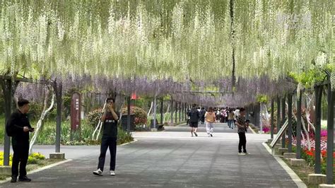 上海崇明紫藤花开满庭芳 凤凰网视频 凤凰网