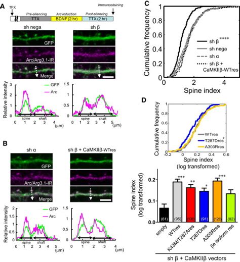 Inverse Synaptic Tagging Of Inactive Synapses Via Dynamic Interaction Of Arc Arg3 1 With Camkiiβ