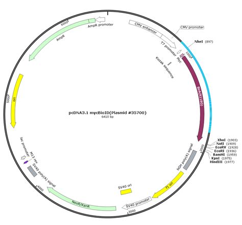 Pcdna3 1 Mycbioid Plasmid 35700 真核质粒 菌株 质粒载体 Atcc Dsm Ccug 泰斯拓生物