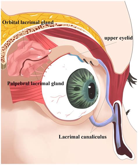 Frontiers Advances In Clinical Examination Of Lacrimal Gland