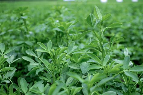 Dlf Acquires Corteva Agriscience Alfalfa Breeding Program The Scoop