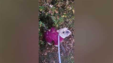 방 안에서 강아지 산책시키는 방법 Youtube