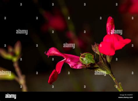 A Juvenile Green Shield Bug With A Red Edged Green Body And White Spots Rests On A Vibrant Red