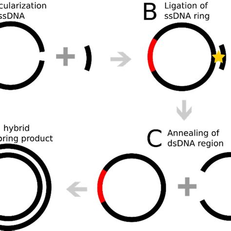 Nanoring Circularization A The Ligation Of The 190 Nt Ssdna Using A