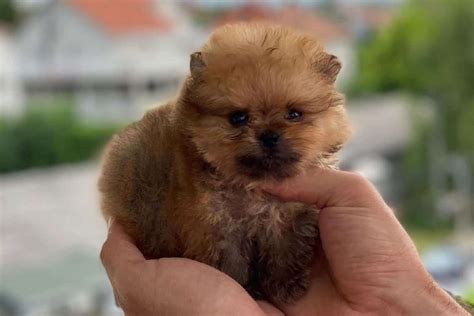 Dark Brown Teacup Pomeranians
