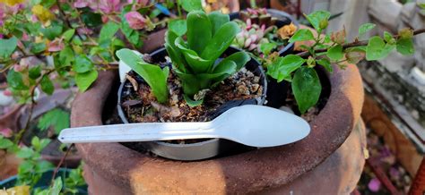 Bromeliad Identification R Bromeliad