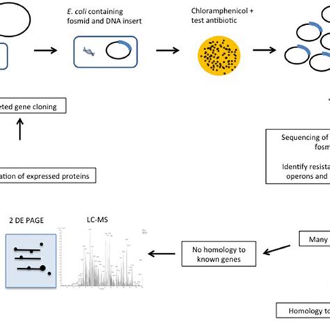 Proposed Functional Metagenomics And Proteomics Combined Gene Function Download Scientific