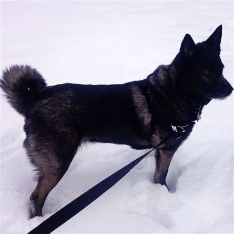 Norwegian Elkhound Mix Puppies