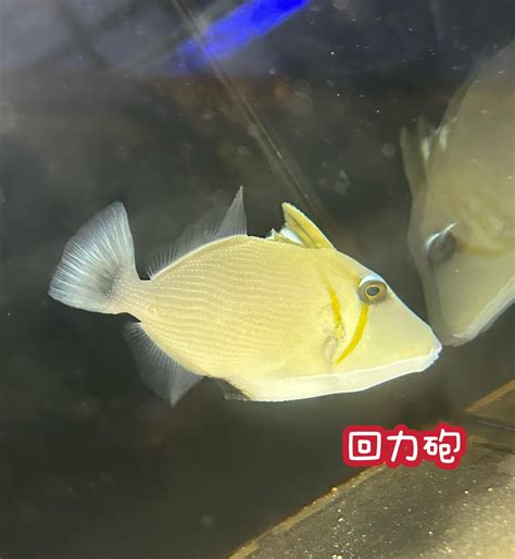 海天使水族工坊 海天使水族工坊 Added A New Photo