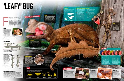 infographic leafy bug homework handled