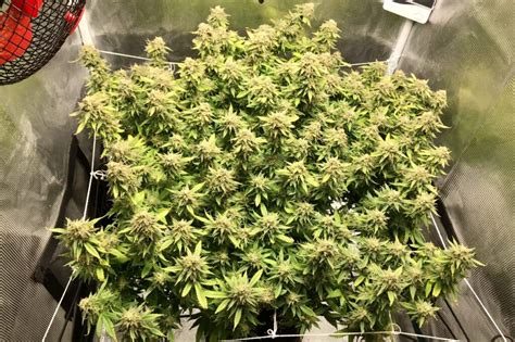 A Guide To Super Cropping Cannabis Plants Dagga Seeds