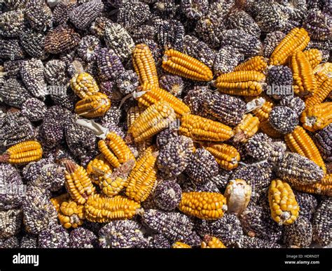 Peruvian Maize Beer