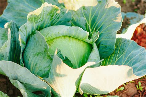양배추 배경입니다 밭에서 신선한 양배추 채식 음식 개념입니다 유기 재배 홈 원 예 채소 재배 건강한 식생활에 대한 스톡 사진 및 기타 이미지 Istock
