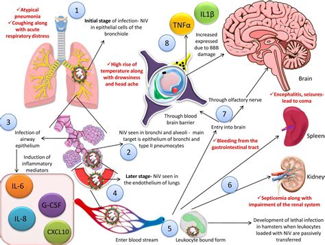 Tobacco Mosaic Virus Tmv Structure Life Cycle Infection Treatment Biology Notes Online