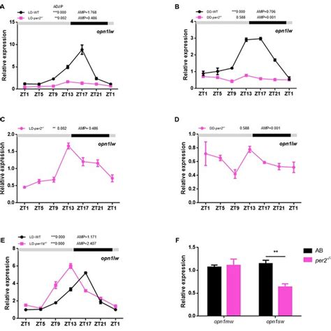 Per2 Mutant Zebrafish Larvae Exhibited Normal Retinal Morphology And