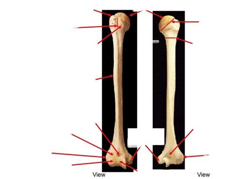 Chapter 7a Appendicular Skeleton Lab Diagram Quizlet
