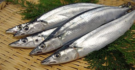 秋の味覚「秋刀魚」！内臓は食べる？その栄養は？ ～スポーツまとめ～ スポラボ Spolabo