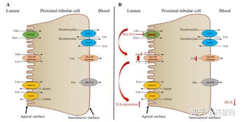 明星降糖药——sglt2抑制剂知多少 知乎