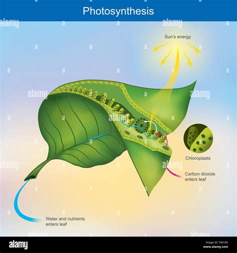 Photosynthesis Is A Process By Plants And Other Organisms Use To