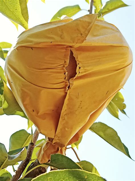 沛源農場 沛源農場 Added A New Photo